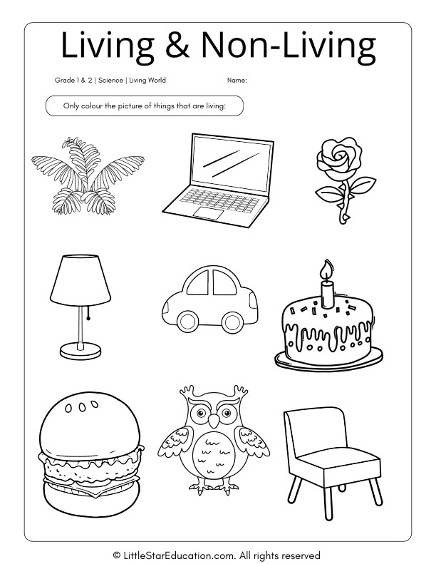 Living & Non Living for Grade 1 & 2