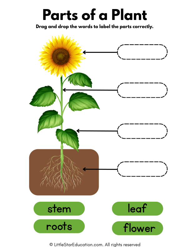 Parts of a Plant Digital Worksheet