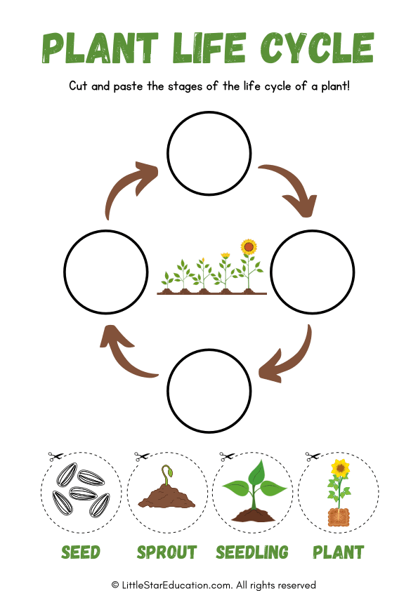 Plant Life Cycle Cut and Paste Worksheet